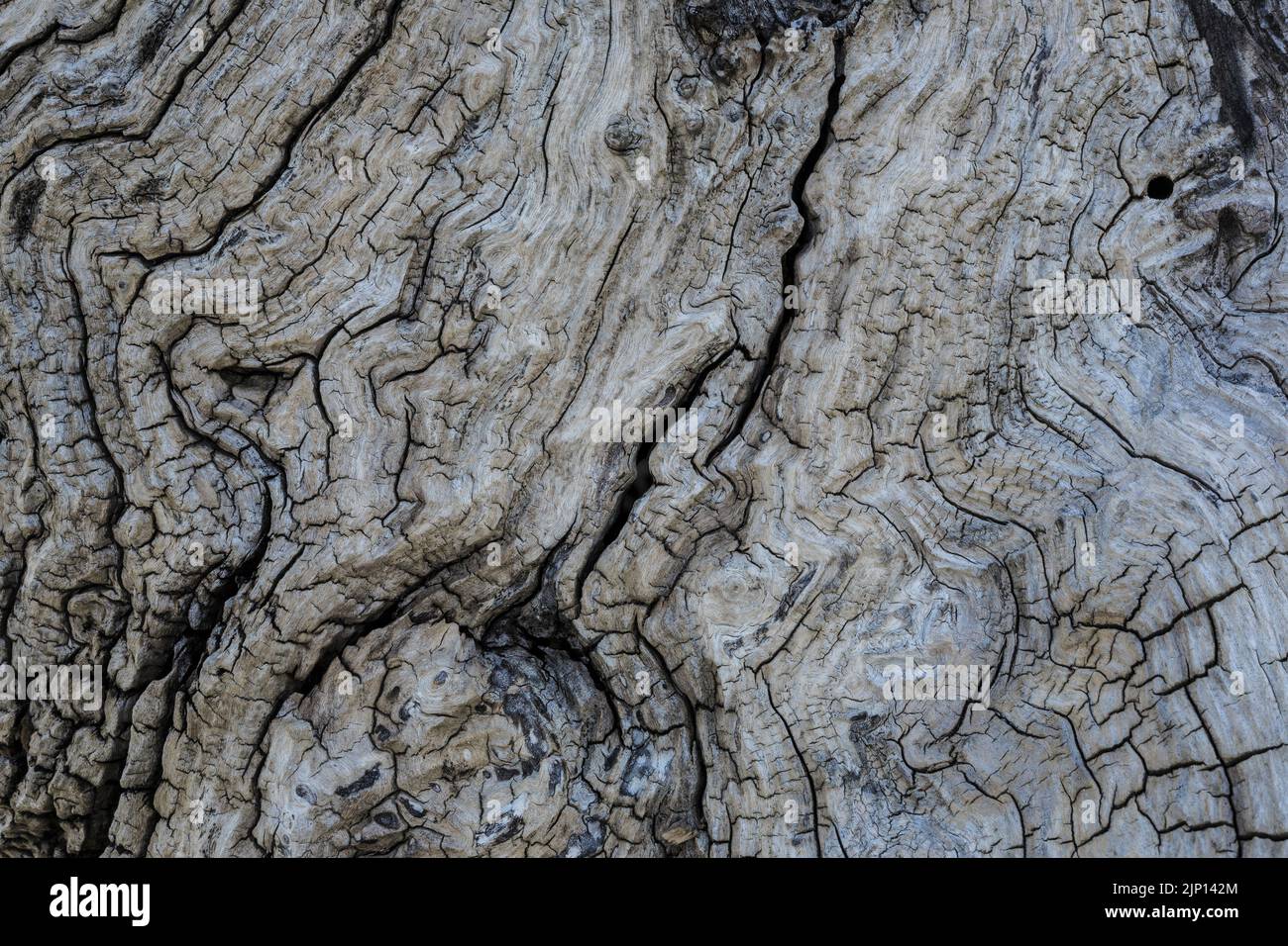 Closeup of background structure of a weathered wooden surface dried ...
