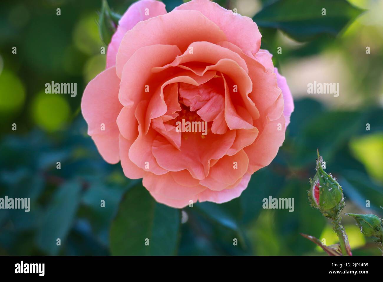 Rose and nature ali hi-res stock photography and images - Alamy