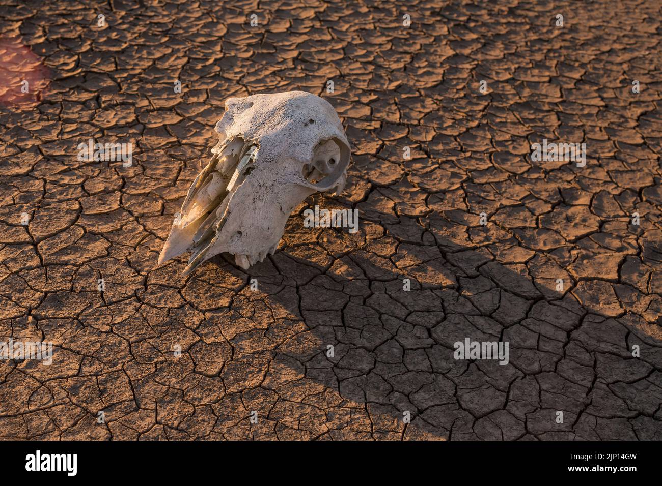 Weathered cattle skull lying in a parched wasteland with cracked earth ...