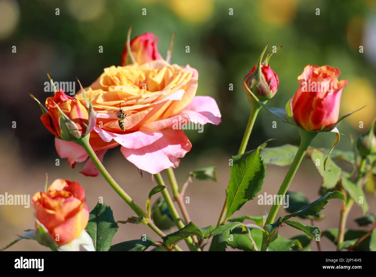 La Villa Cotta rose flower head in the Guldenmondplantsoen Rosarium in ...