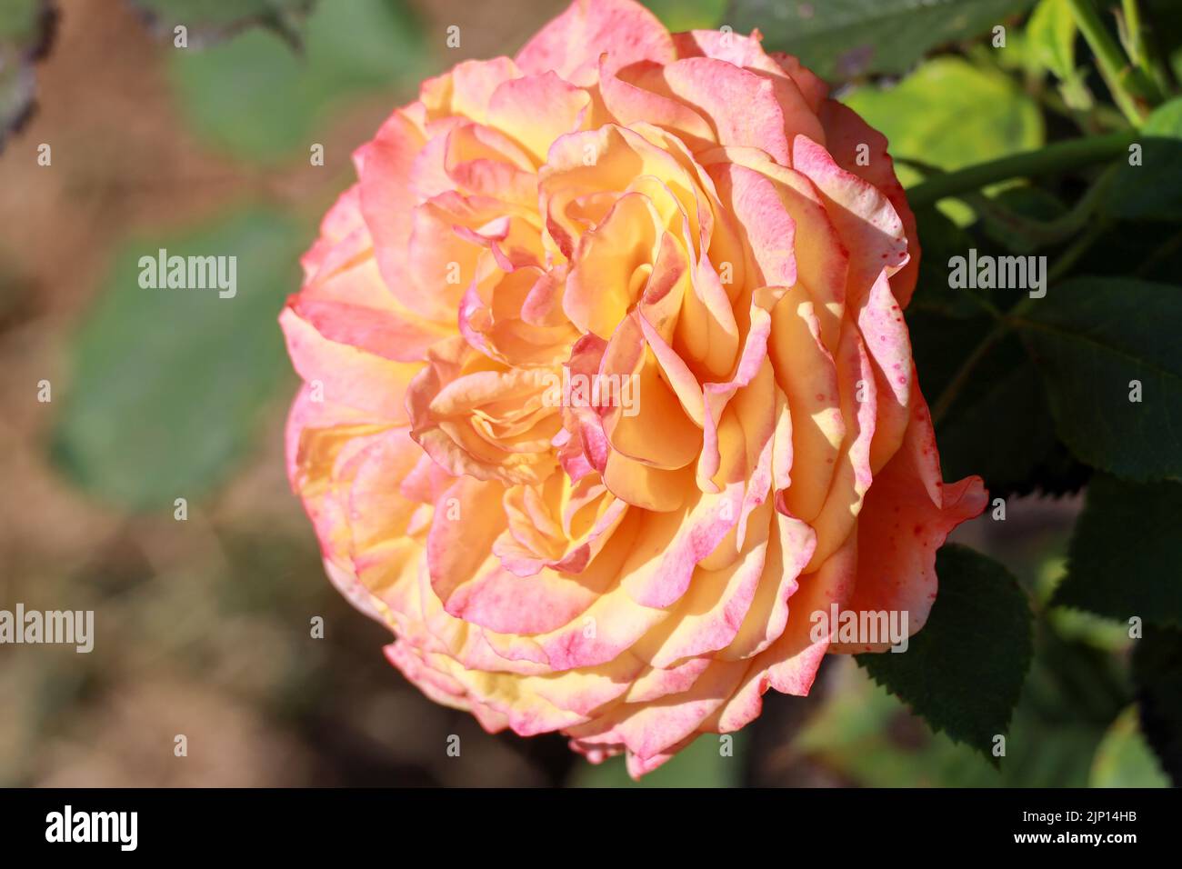 La Villa Cotta rose flower head in the Guldenmondplantsoen Rosarium in ...