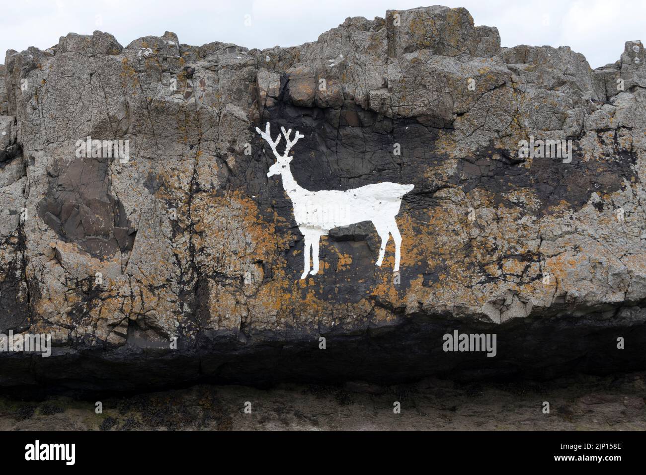 White Stag Painted on the Rocks of Blackrocks Point (also known as Stag ...