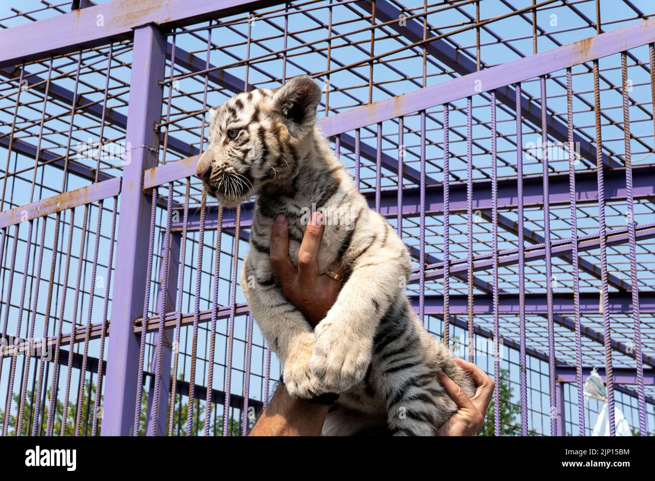 Cute newborn white tiger cub in the hands of a man Stock Photo - Alamy