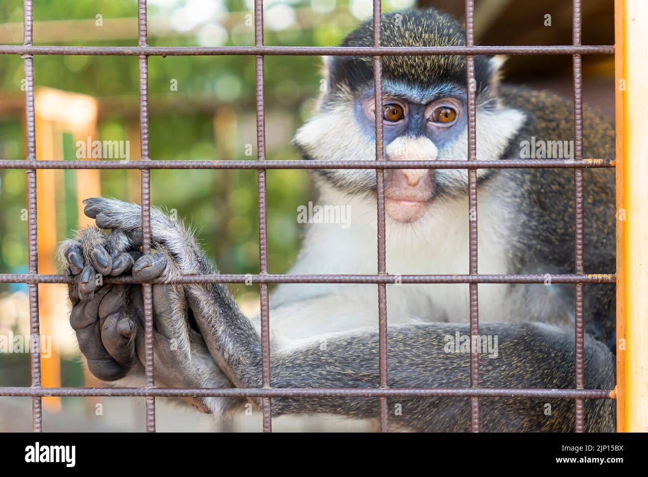 Sad monkey hi-res stock photography and images - Alamy