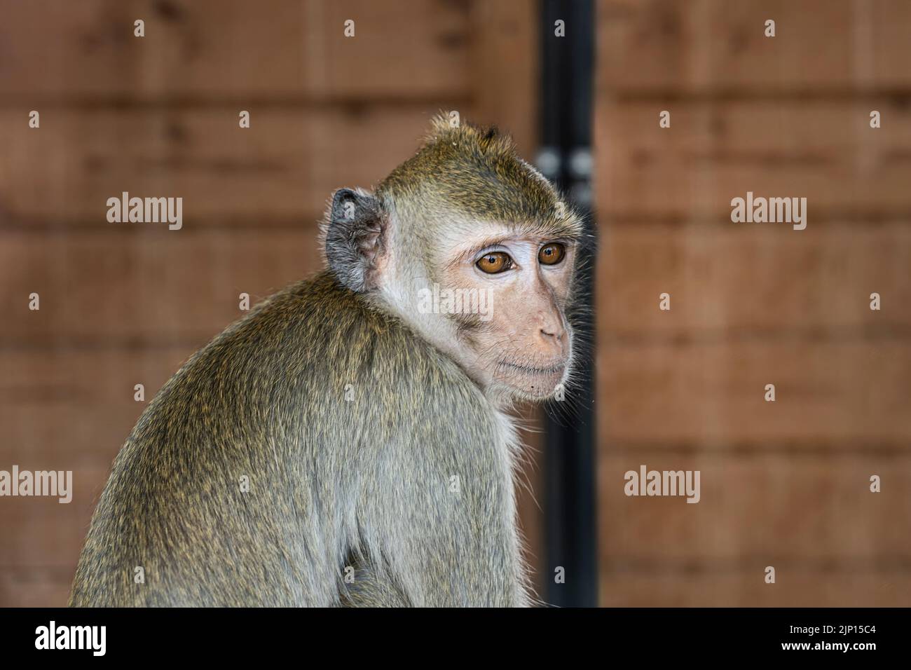 a macaque monkey sits on a wooden background with a sad look Stock ...