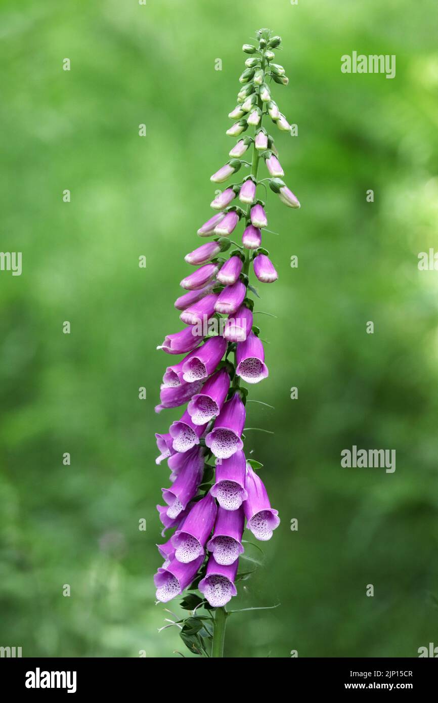Common Foxglove Flowers, (Digitalis purpurea), Teesdale, County Durham ...