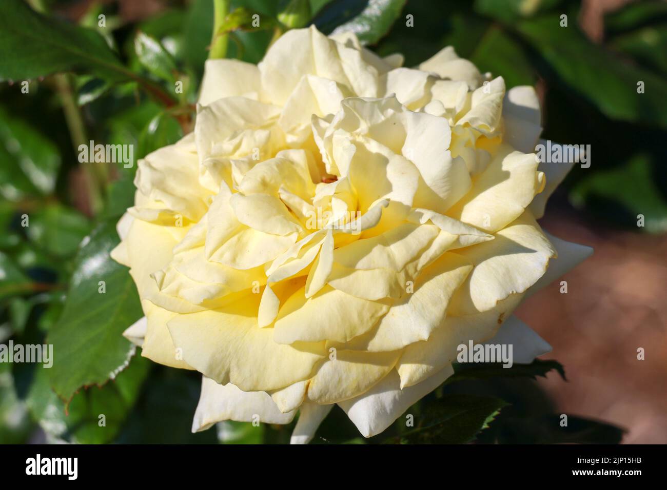 Royal Wedding rose flower head in the Guldenmondplantsoen Rosarium in ...