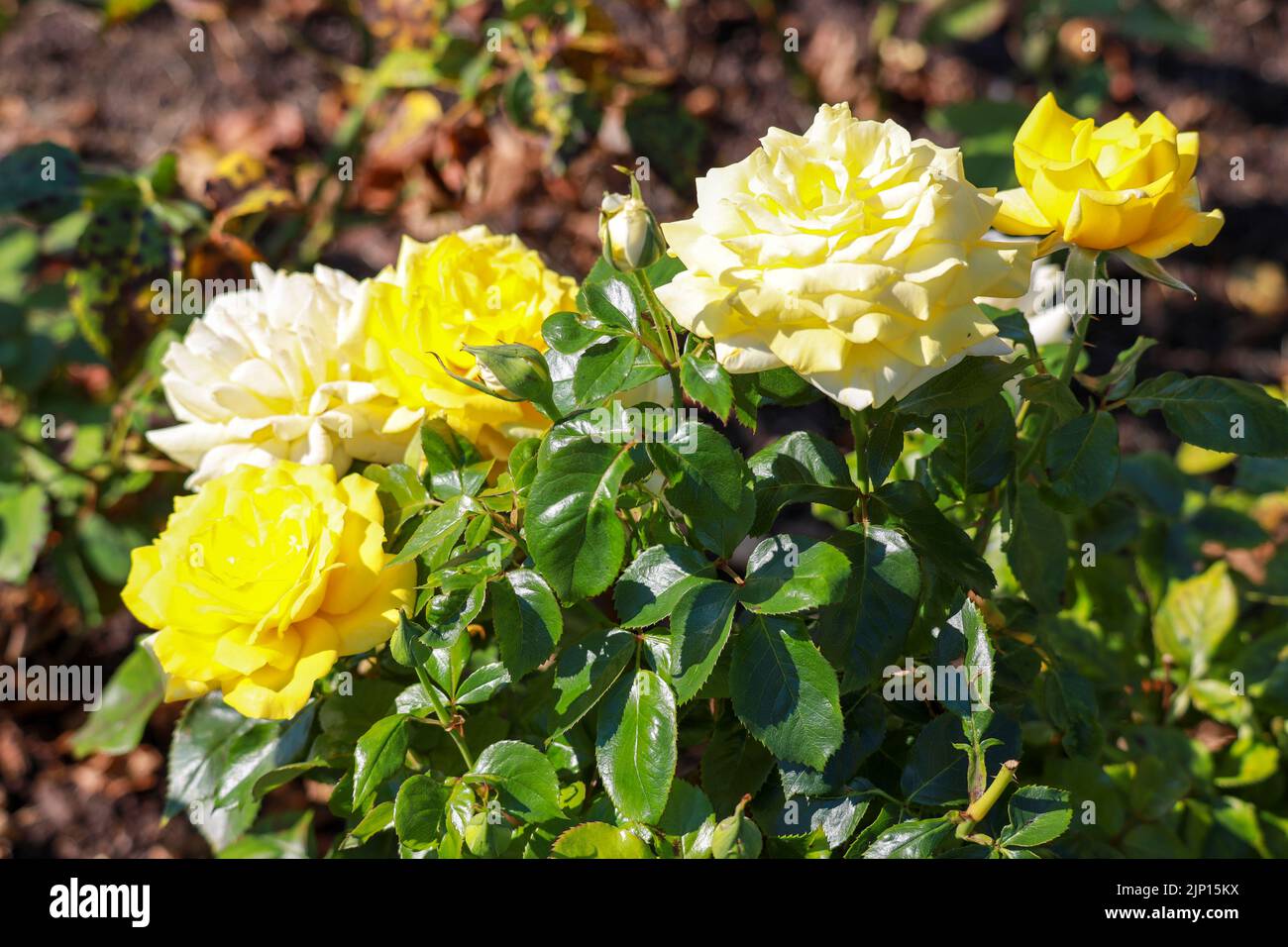Royal Wedding rose flower head in the Guldenmondplantsoen Rosarium in ...