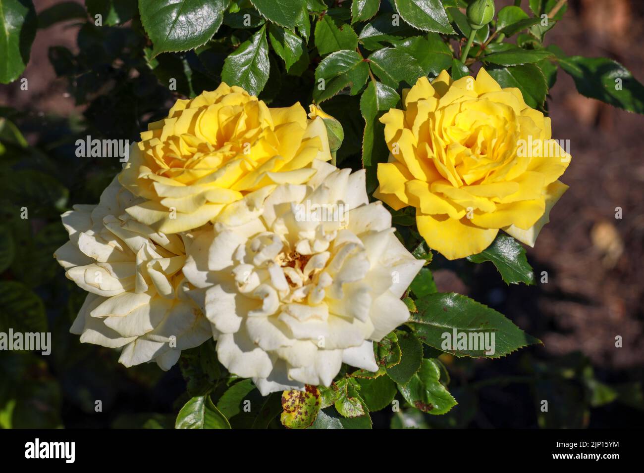 Royal Wedding rose flower head in the Guldenmondplantsoen Rosarium in ...