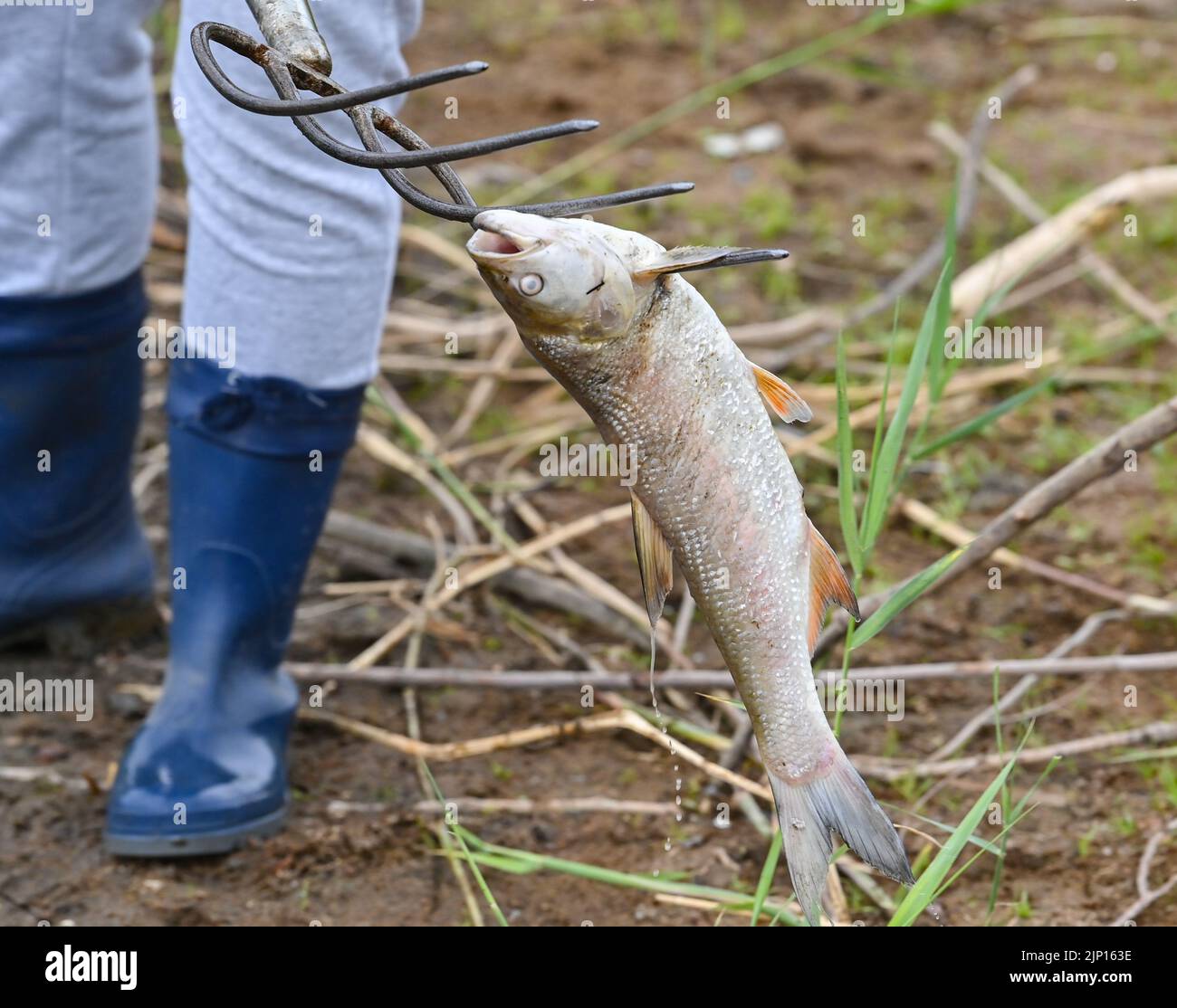 Pollution river dead fish killed hi-res stock photography and images ...