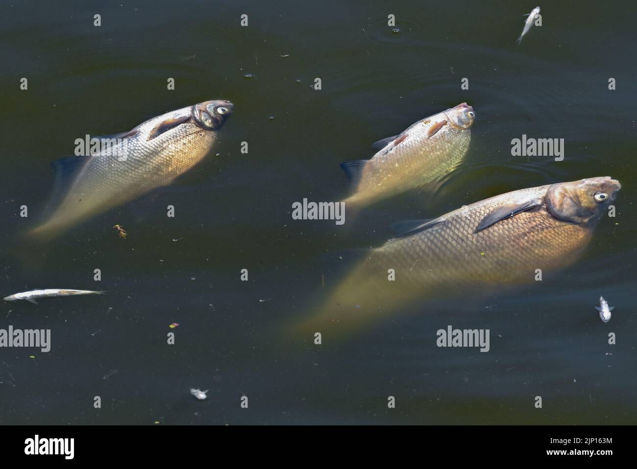Schwedt, Germany. 12th Aug, 2022. Dead fish float in the water of the ...