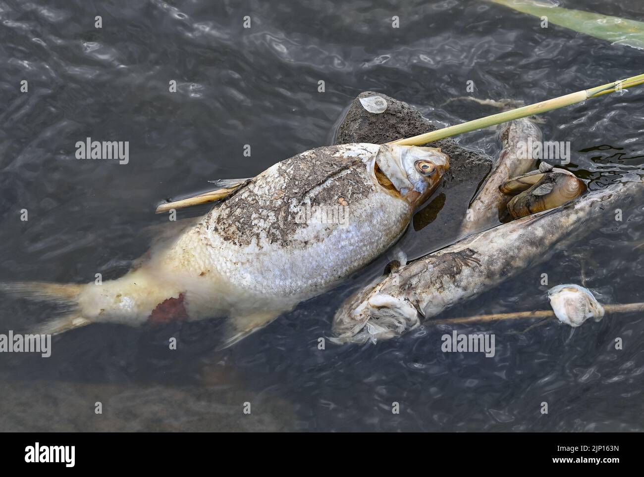 Lebus, Germany. 13th Aug, 2022. Dead fish and mussels lie on stones in ...