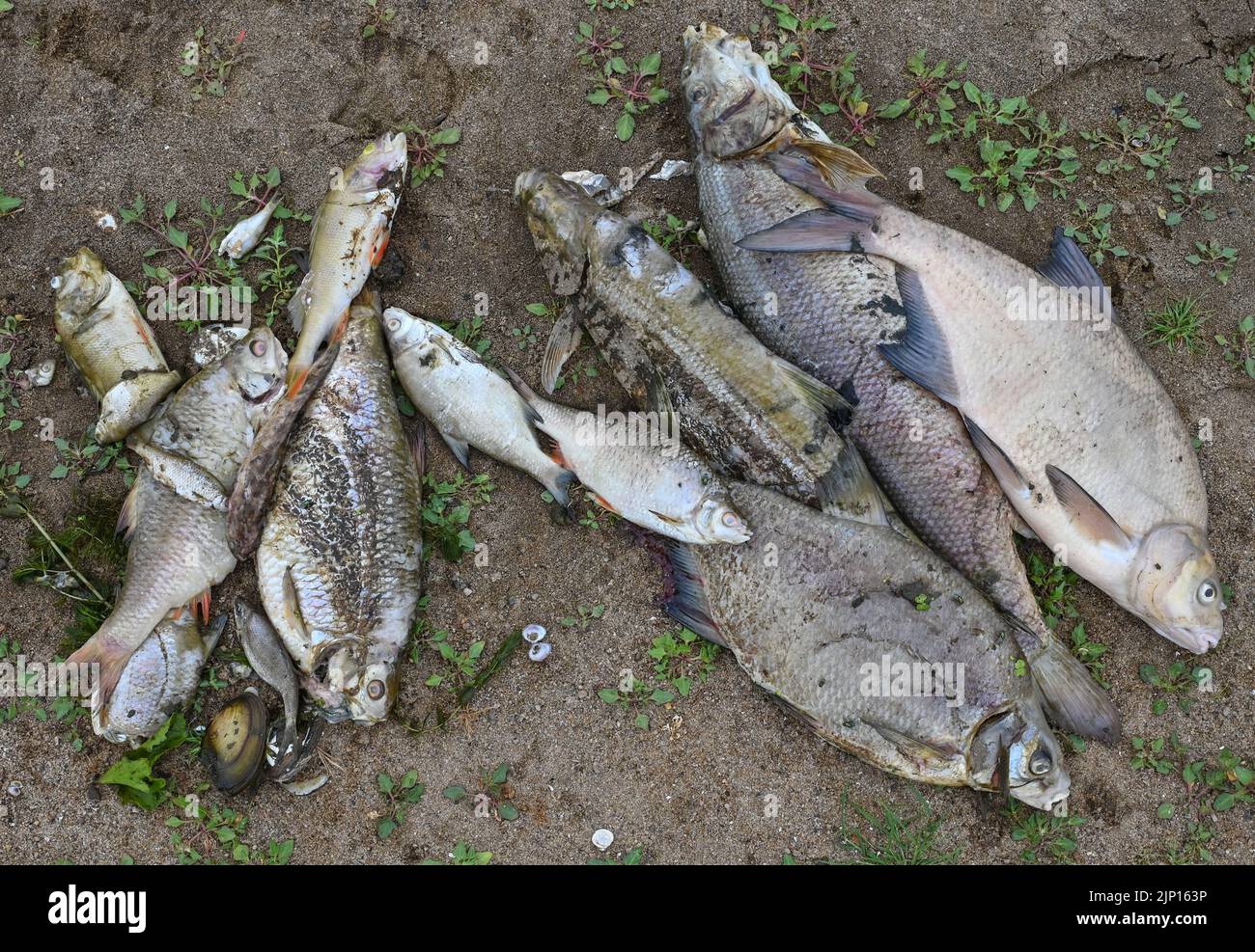Lebus, Germany. 13th Aug, 2022. Dead fish and mussels lie on the banks ...