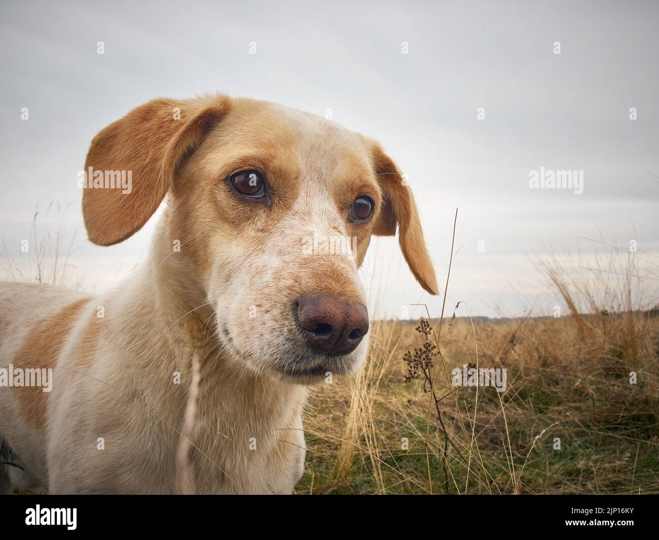 Village dog on the field Stock Photo - Alamy