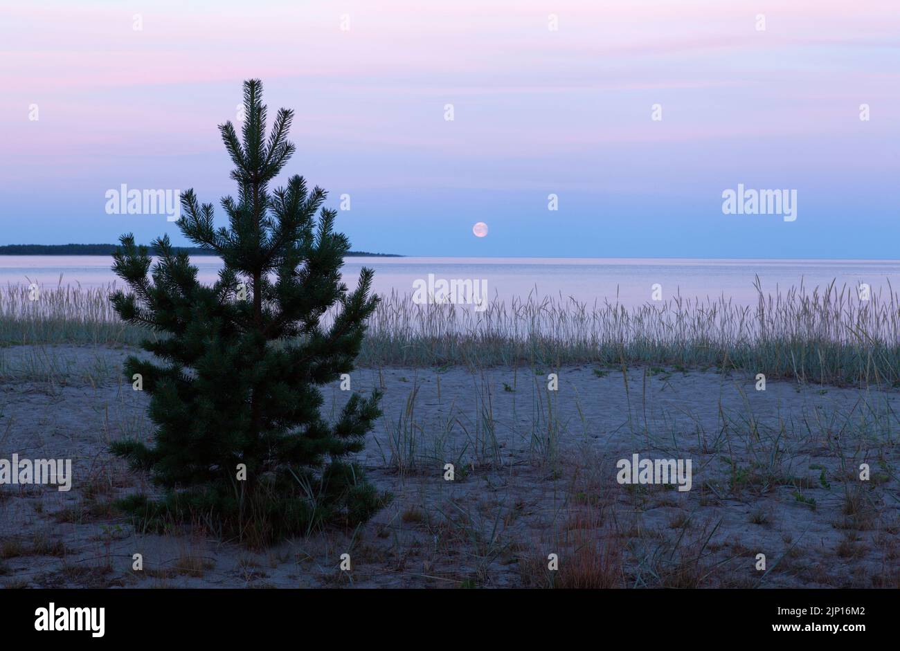 View of the seaside up North, the Baltic Sea. Trees, reed, and full moon in the late summer ...