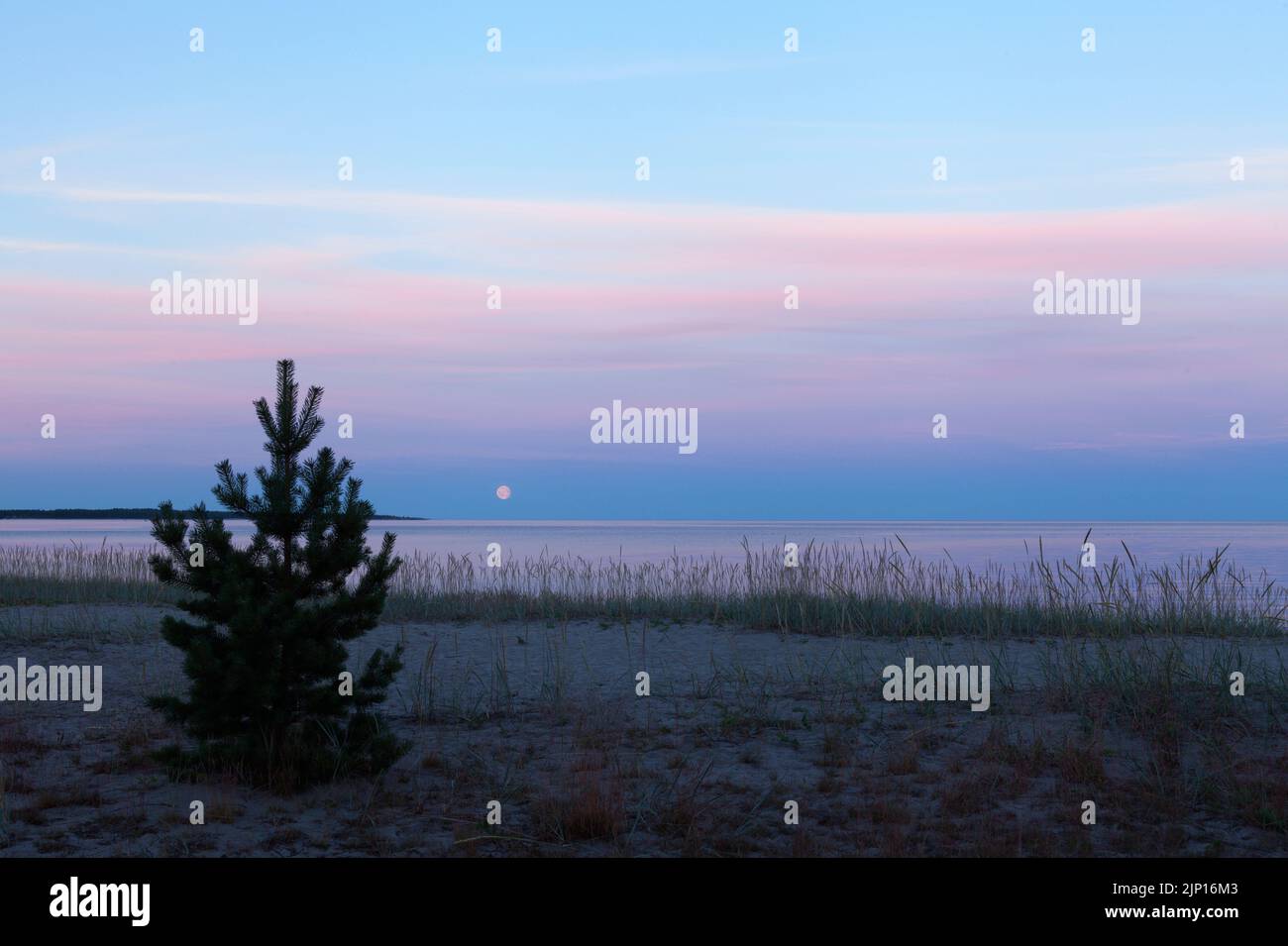 View of the seaside up North, the Baltic Sea. Trees, reed, and full ...