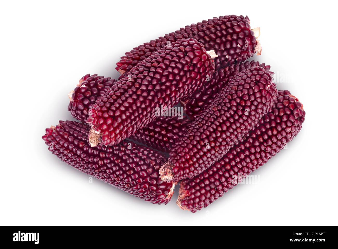 Purple corn or maize isolated on white background with full depth of ...