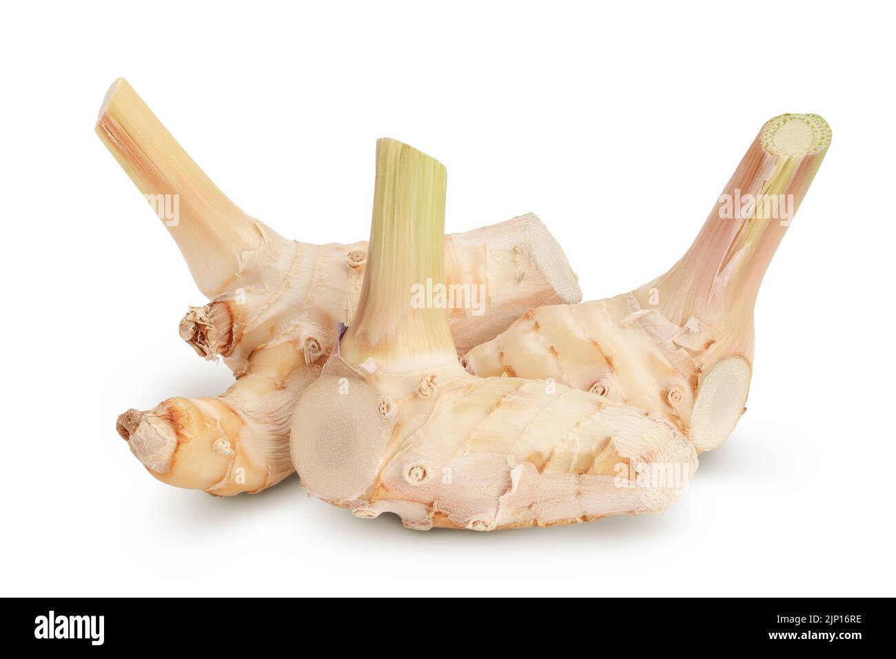 Fresh galangal root isolated on white background with full depth of ...
