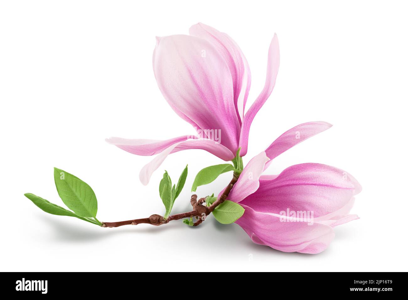 Pink magnolia flower isolated on white background with full depth of ...