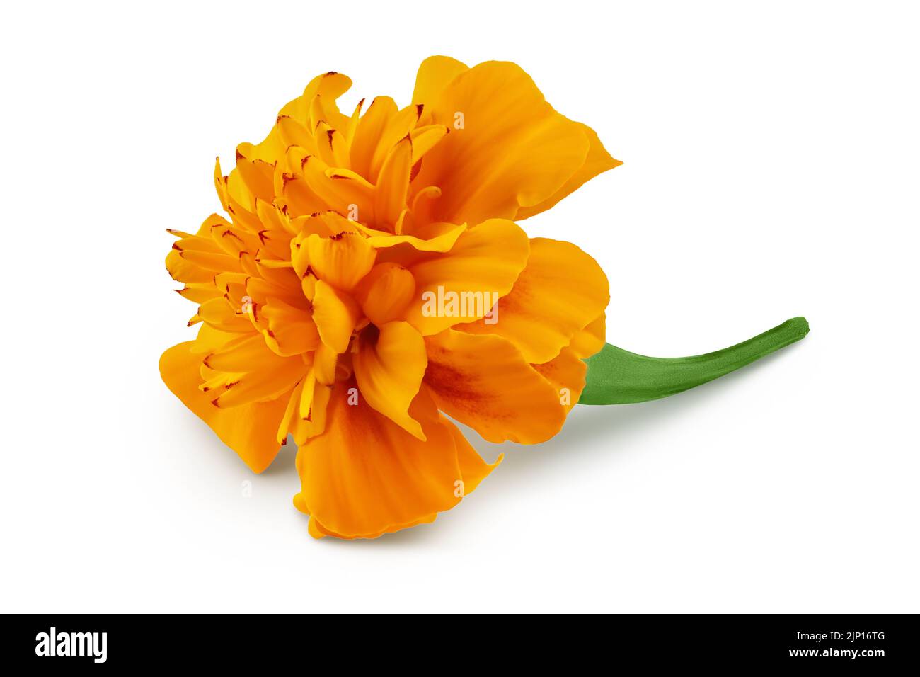 fresh marigold or tagetes erecta flower isolated on white background ...