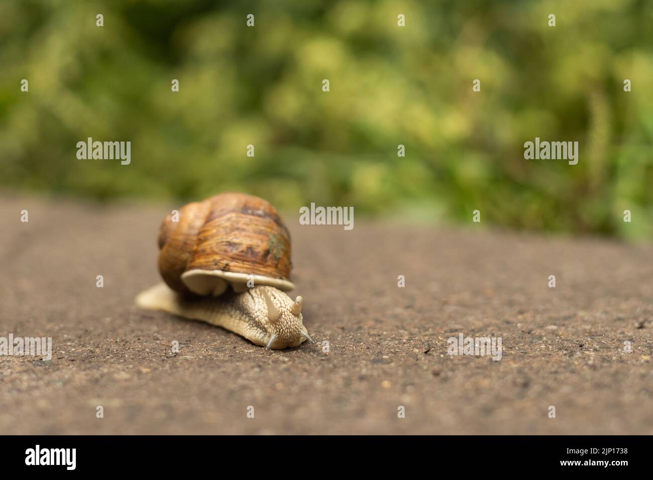 Big snail, Helix pomatia also Roman snail, Burgundy snail, edible snail ...
