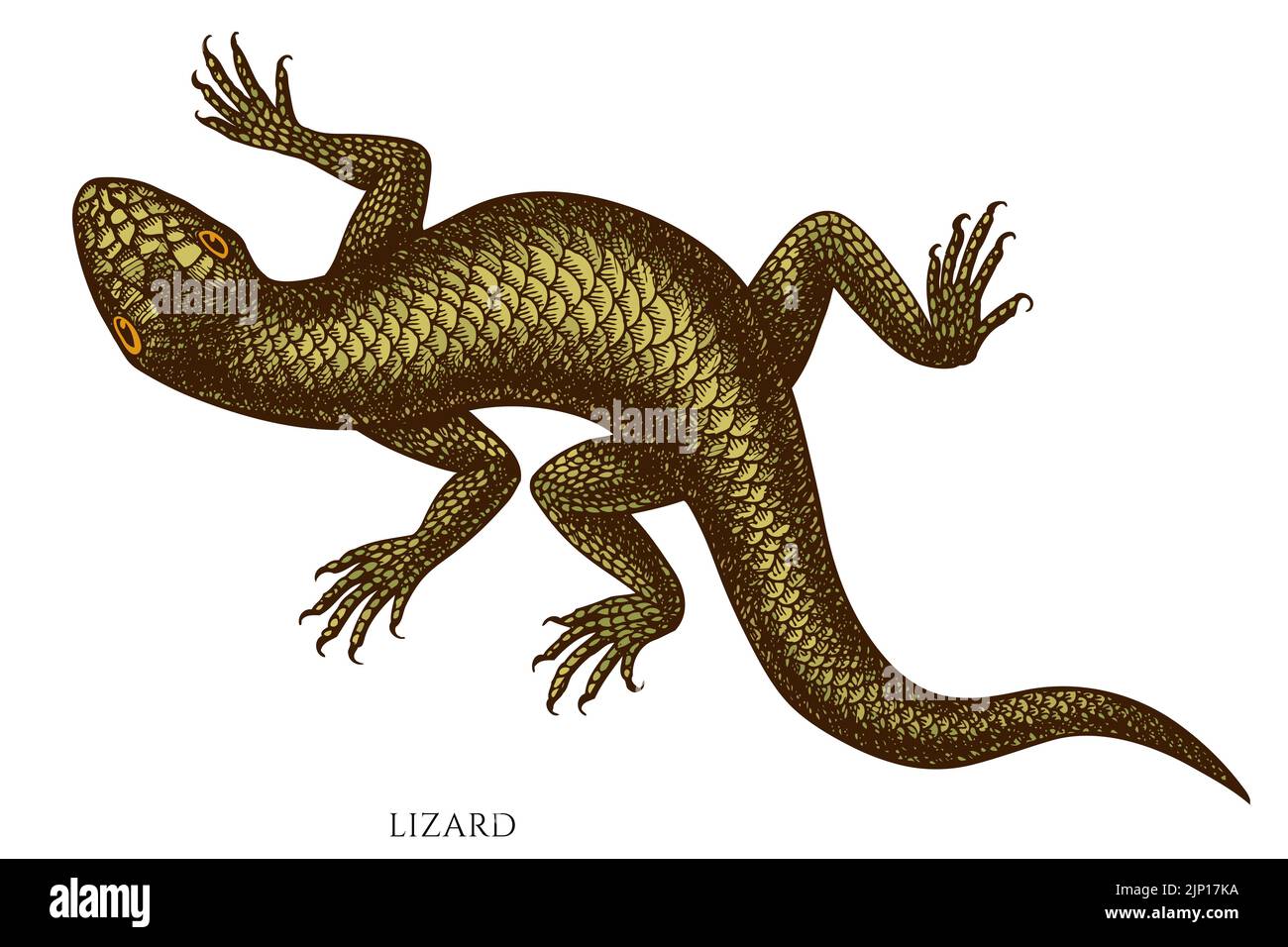 Tropical animals hand drawn vector illustrations collection. Colored ...