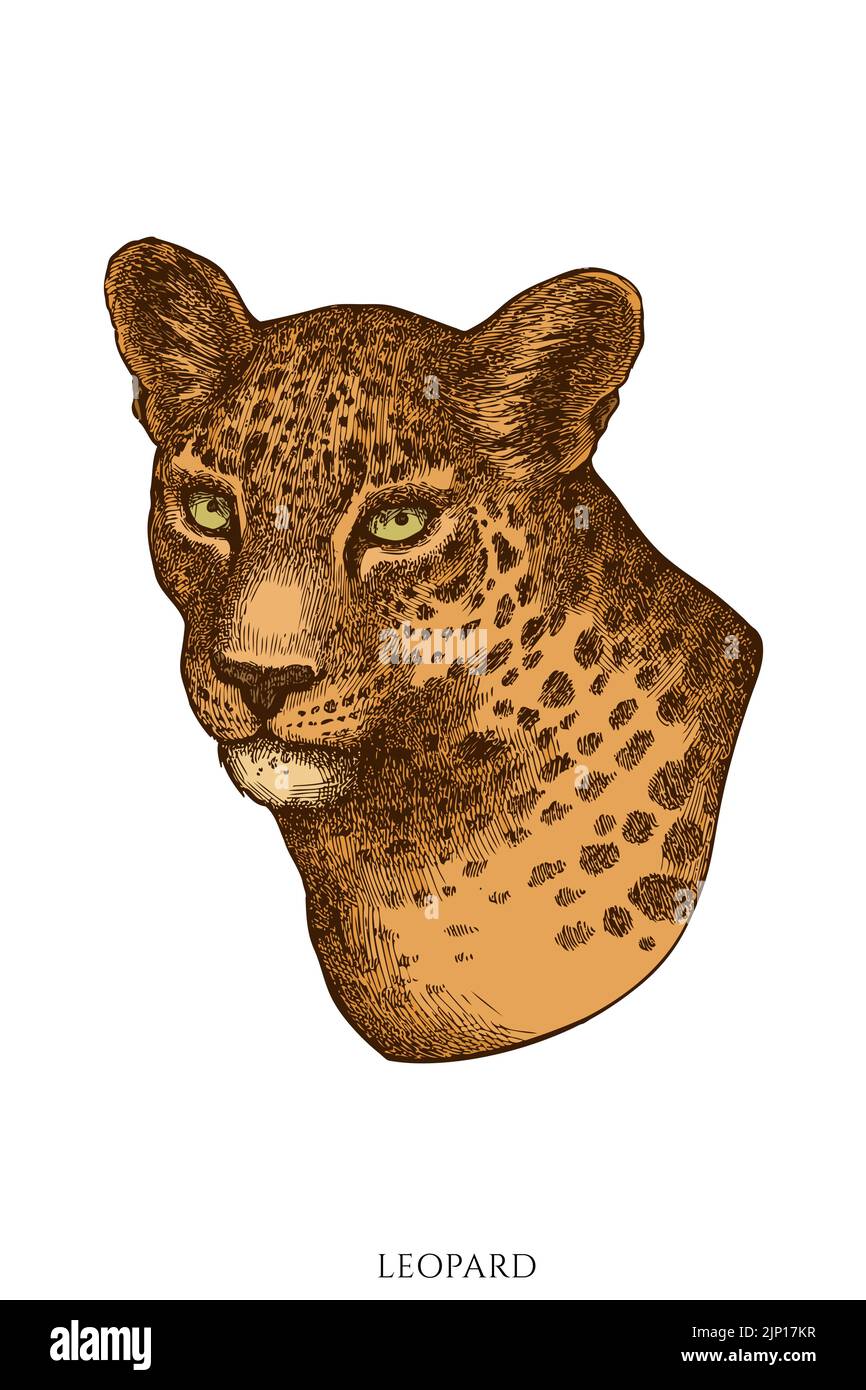 Tropical animals hand drawn vector illustrations collection. Colored ...