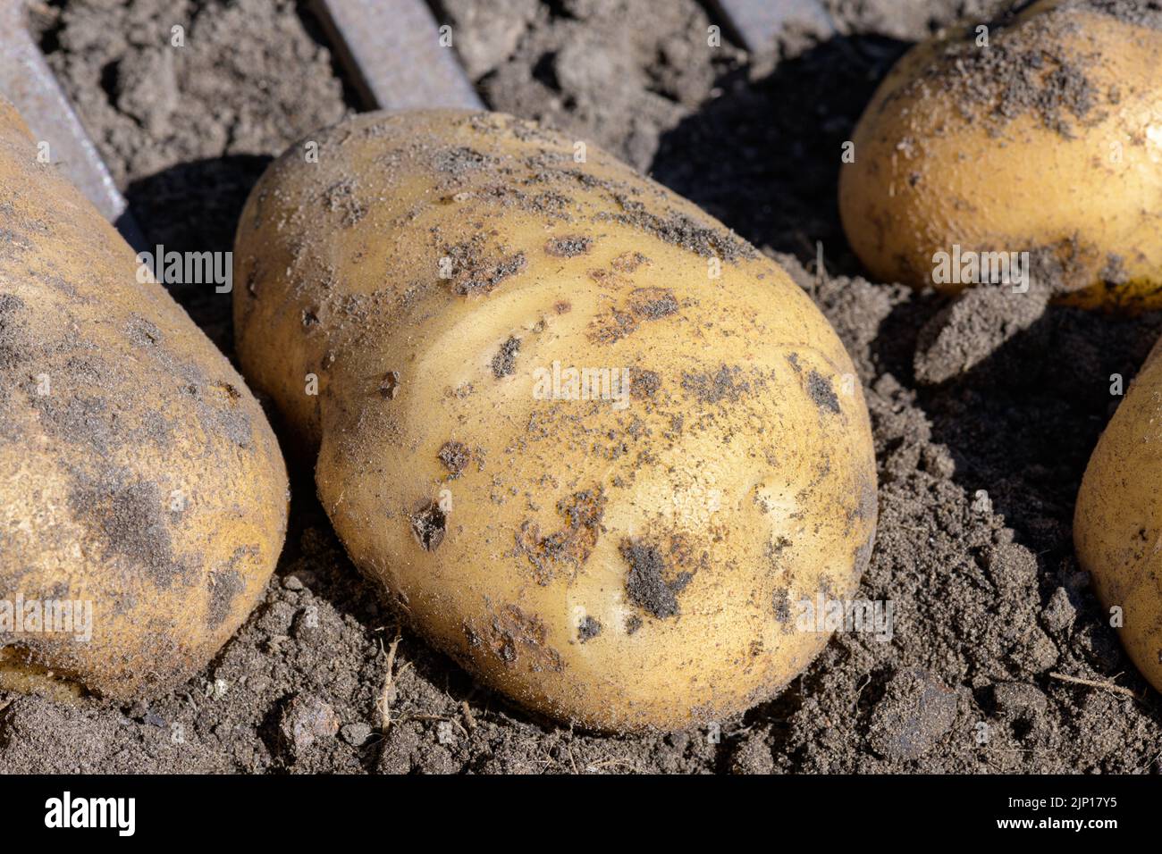 Earth up potatoes hi-res stock photography and images - Alamy