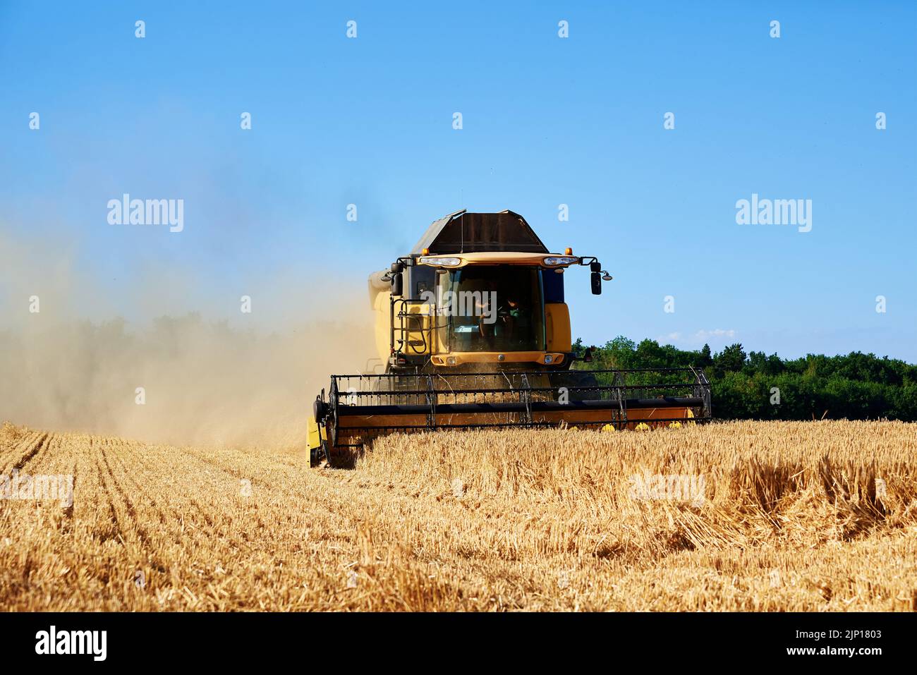 Combine harvester collecting golden wheat field, Harvesting machine ...