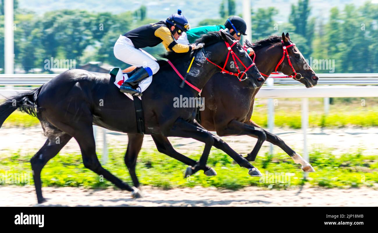 Horse starting gates hi-res stock photography and images - Alamy