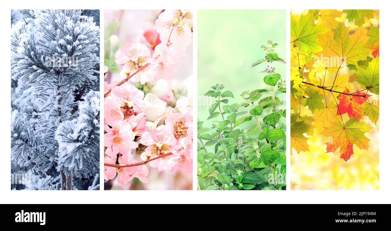 Four seasons of year. Set of vertical nature banners with winter ...