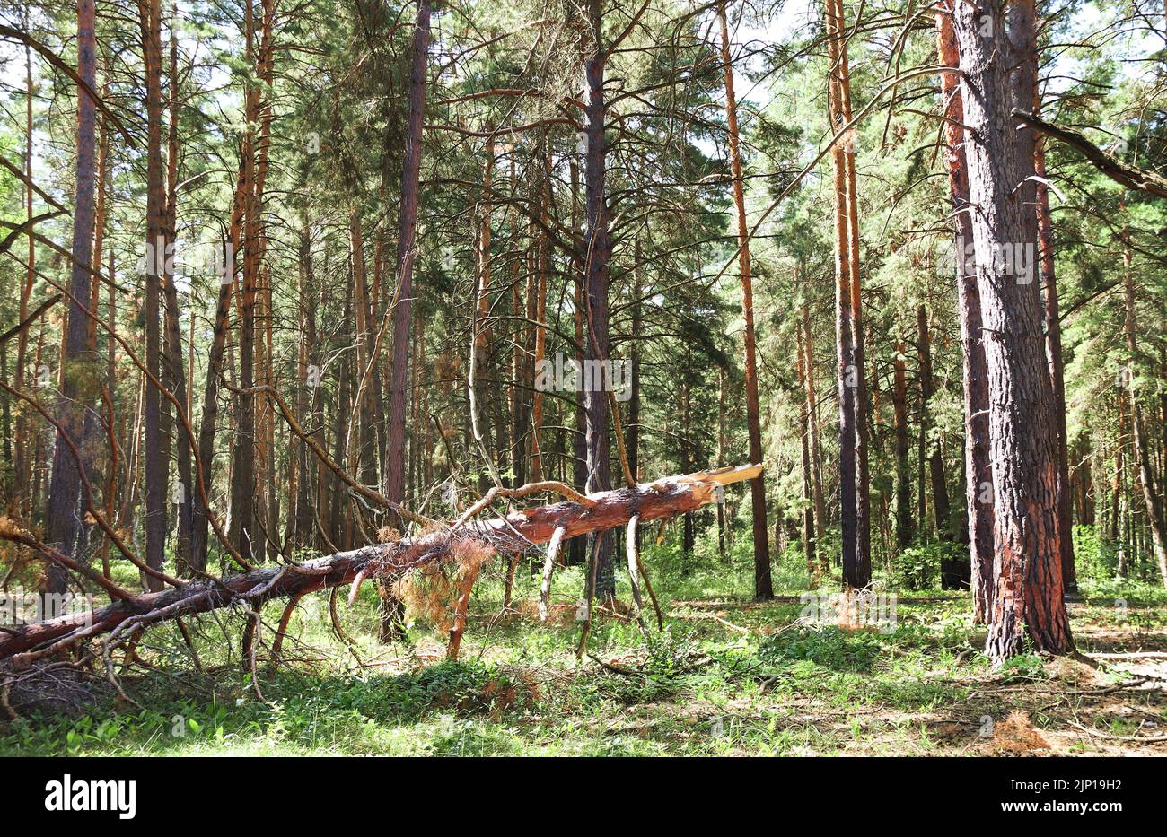 Beautiful landscape with pinewood forest. Tranquil summer scenery with ...