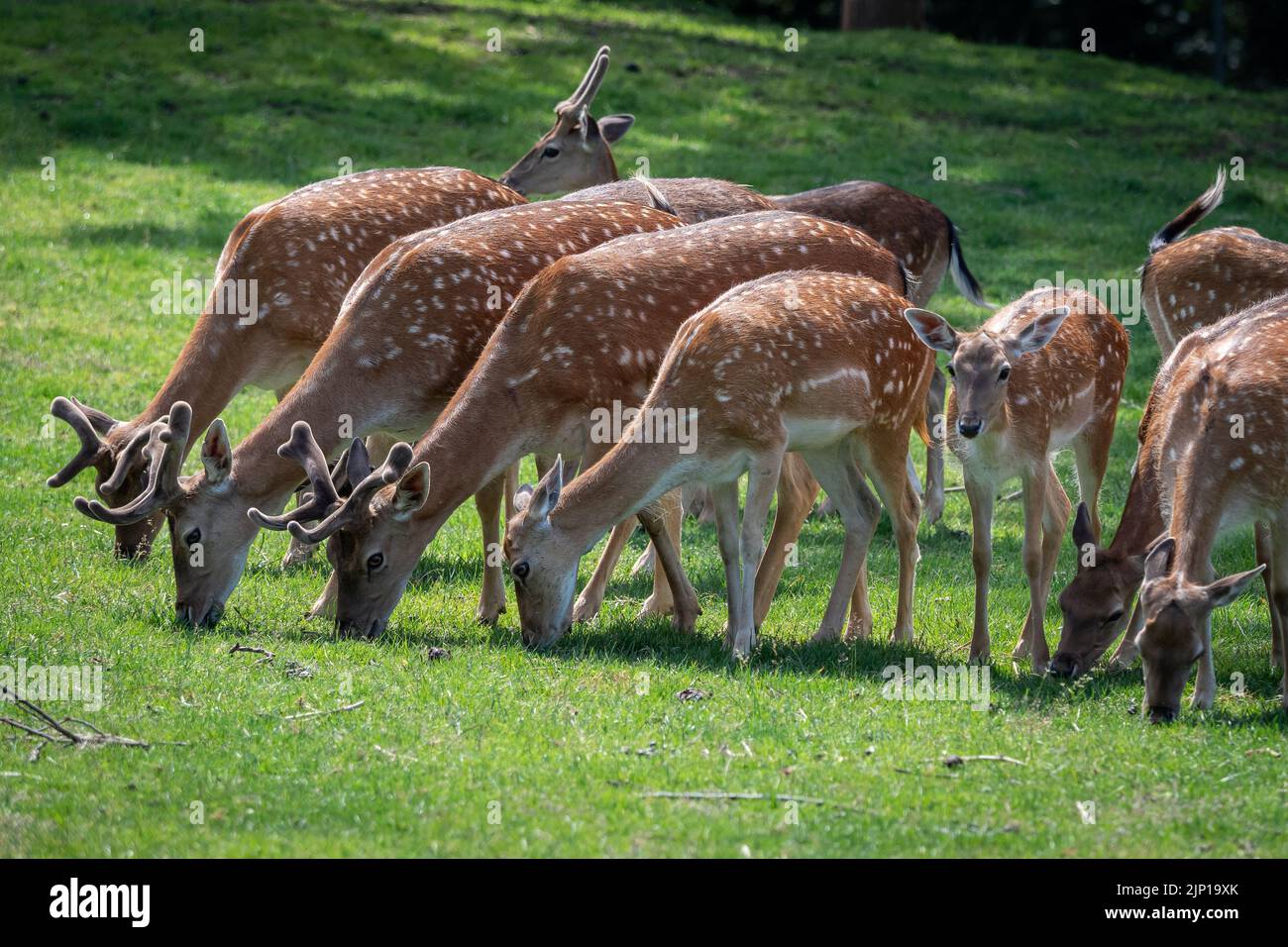 Fallow deer family hi-res stock photography and images - Alamy