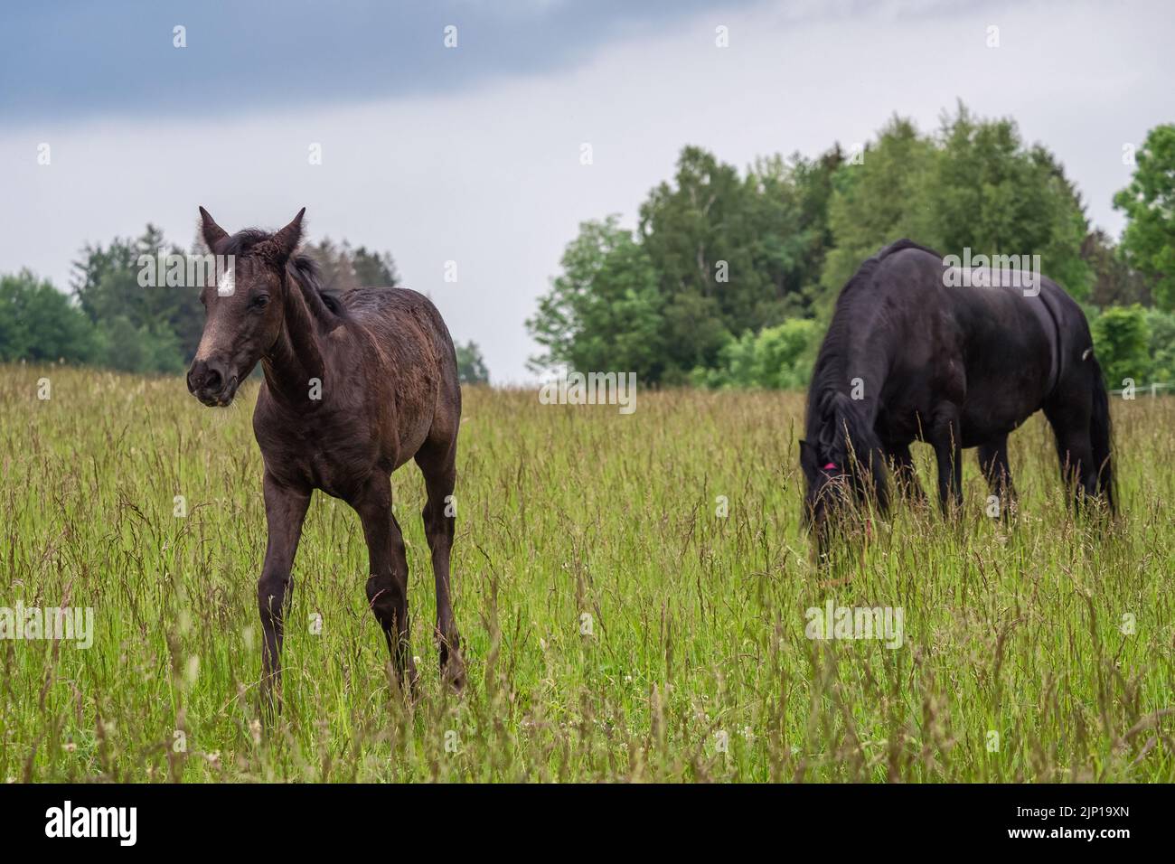 Warlander mare hi-res stock photography and images - Alamy