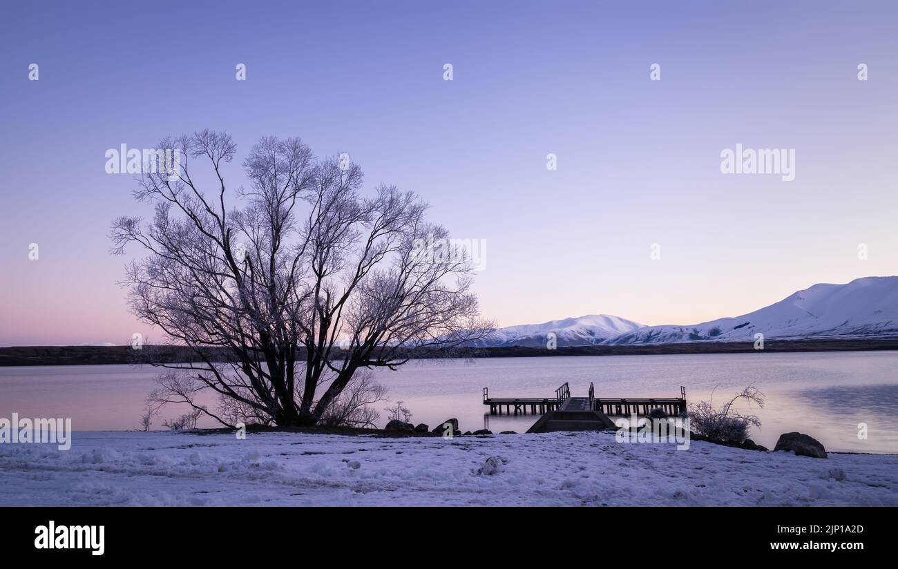 Lake Ohau at sunset, tree covered in hoar frost, Twizel, South Island ...