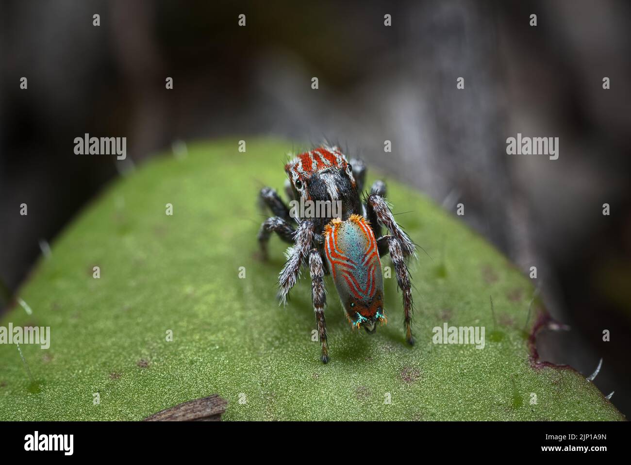 Male Peacock spider Maratus electricus in his breeding colours ...