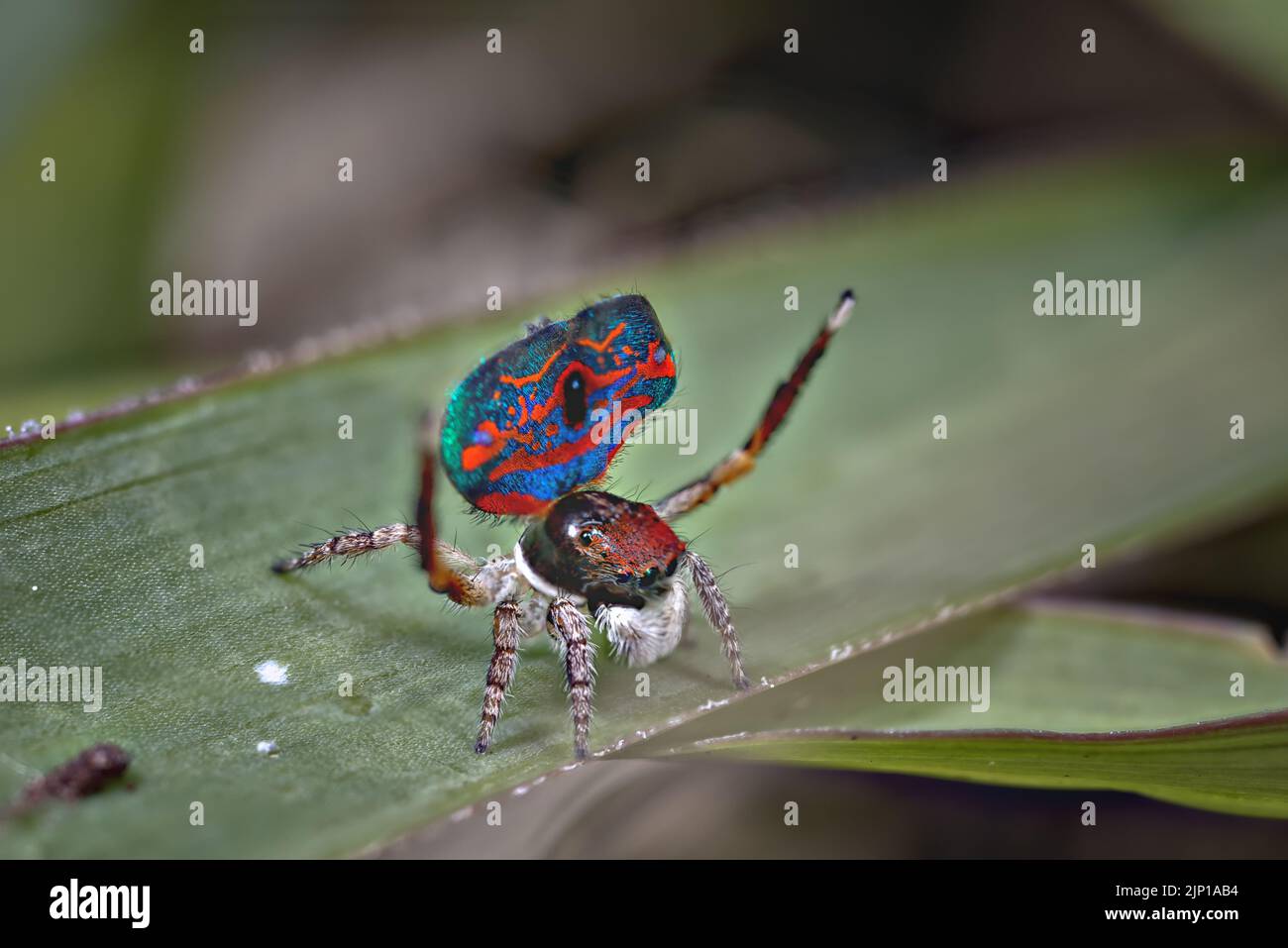 A Peacock spider, Maratus gemmifer displaying his breeding colours for ...