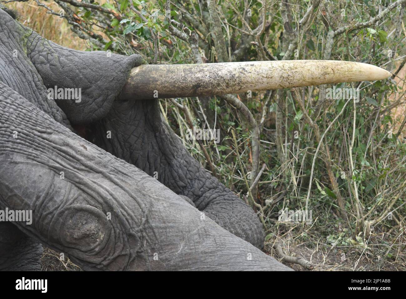 Injured elephant with big tusk Stock Photo - Alamy