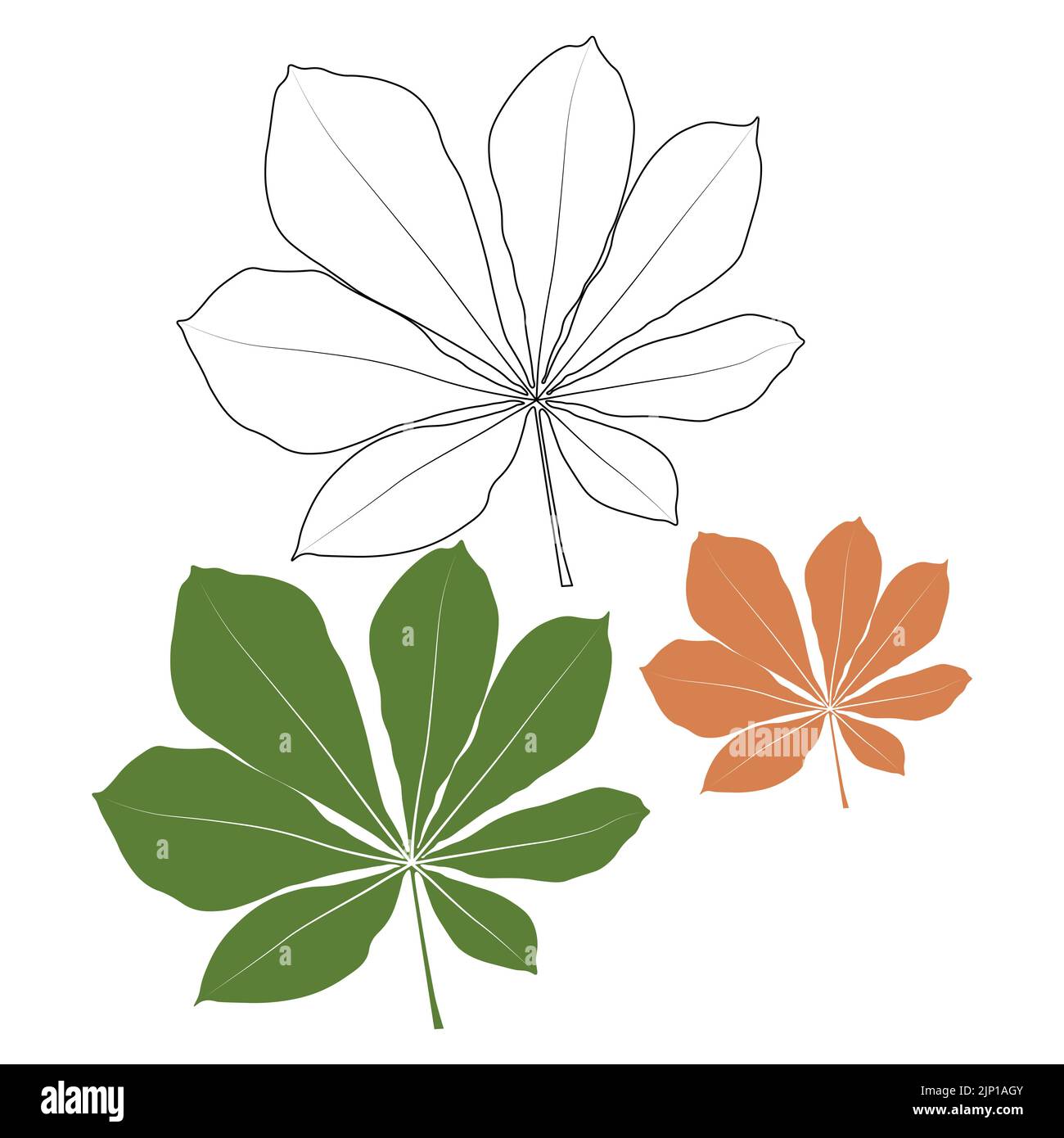 Set of vector chestnut leaf outline and coloured icon. Simple chestnut ...