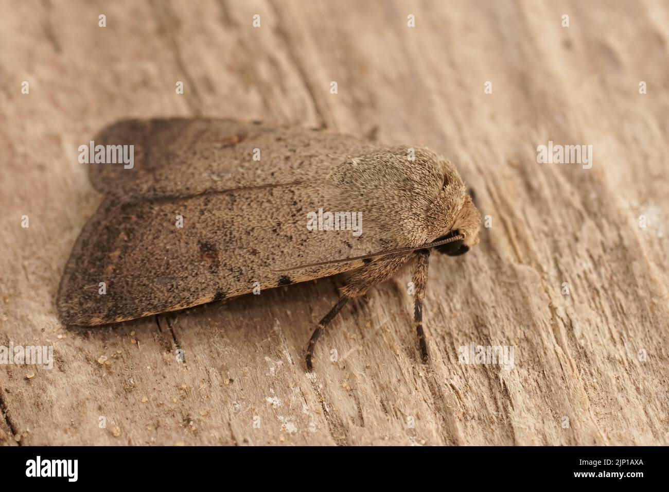 Detailed Closeup on the Pale Mottled Willow Moth, Caradrina clavipalpis ...