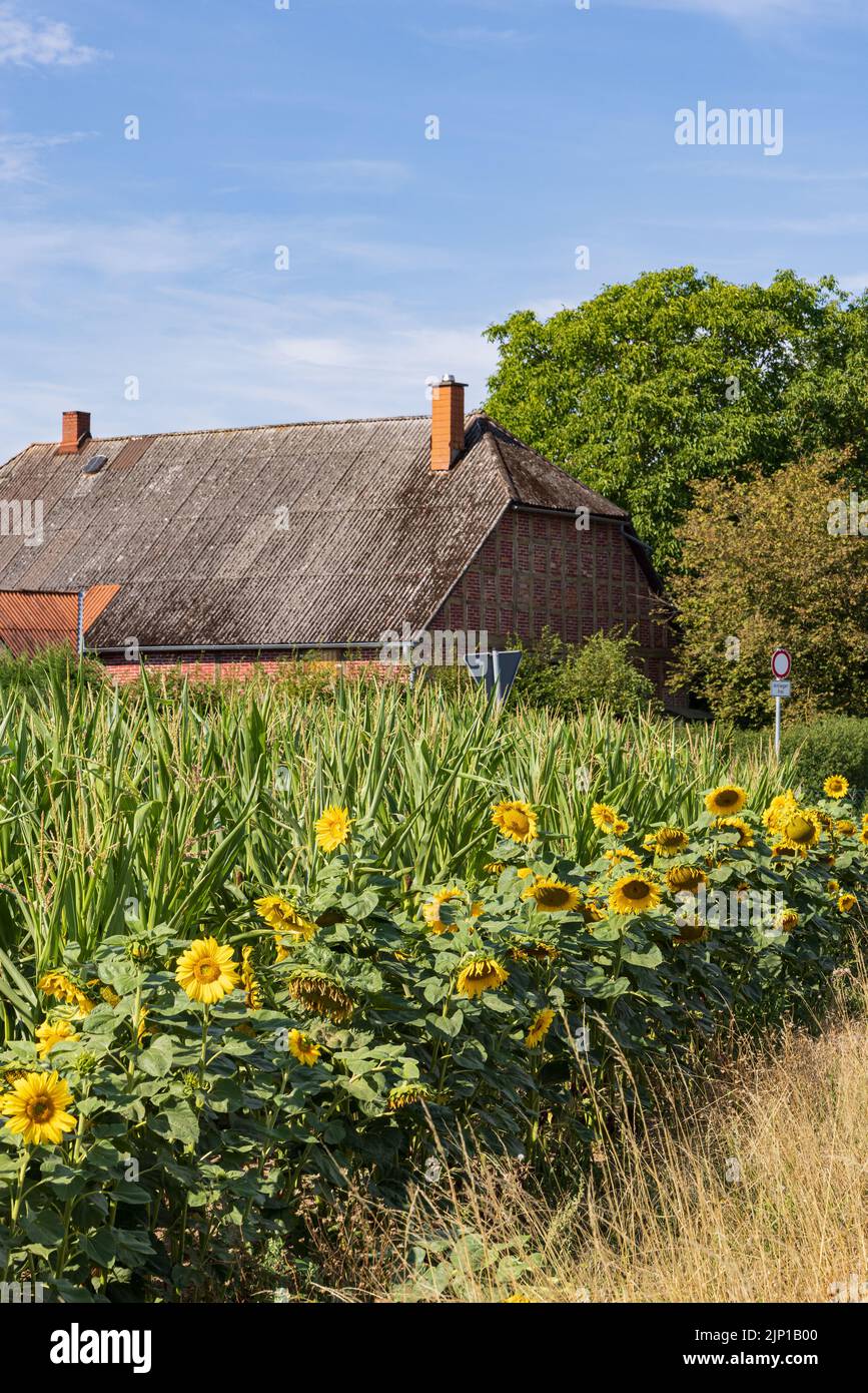 Nature inclusive Agriculture in Germany with rows of sunflowers along a ...