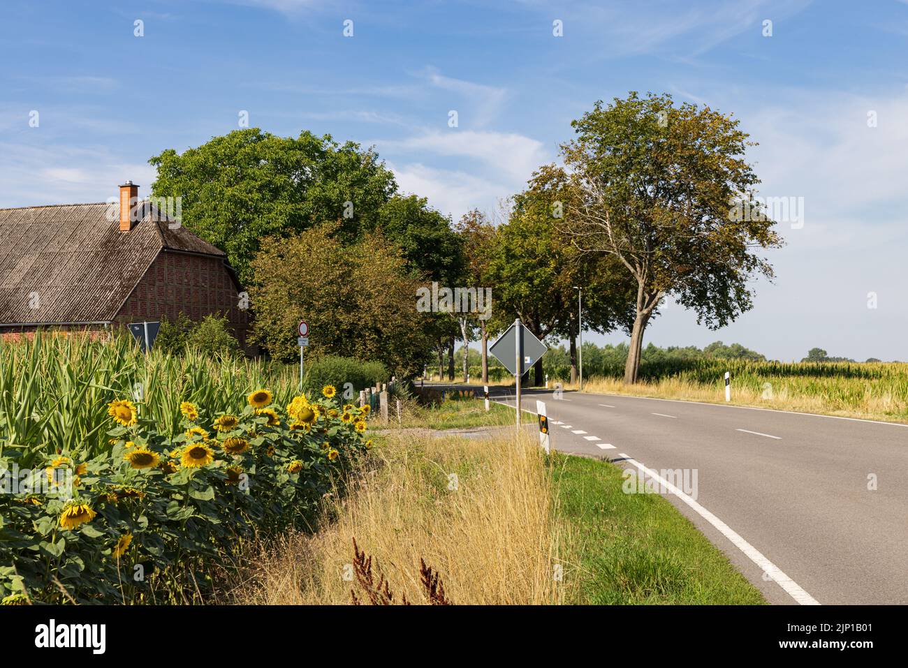 Nature inclusive Agriculture in Germany with rows of sunflowers along a ...