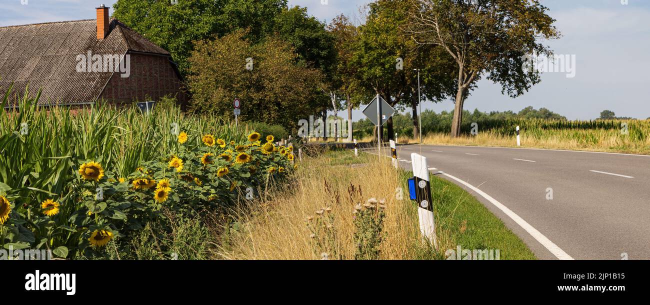 Nature inclusive Agriculture in Germany with rows of sunflowers along a ...