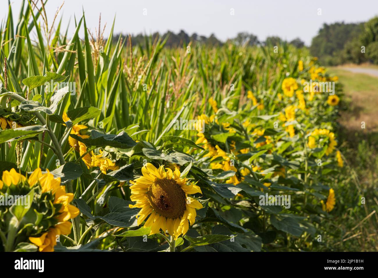Nature inclusive Agriculture in Germany with rows of sunflowers along a ...