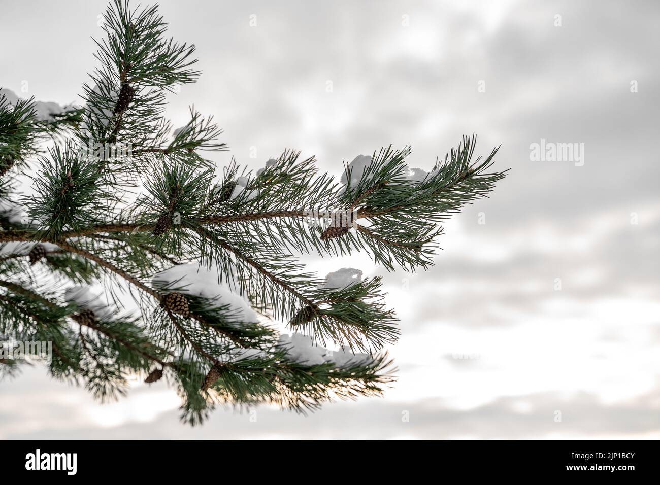 Big dense snow-covered spruce fir tree branch with cones on sunset sky ...