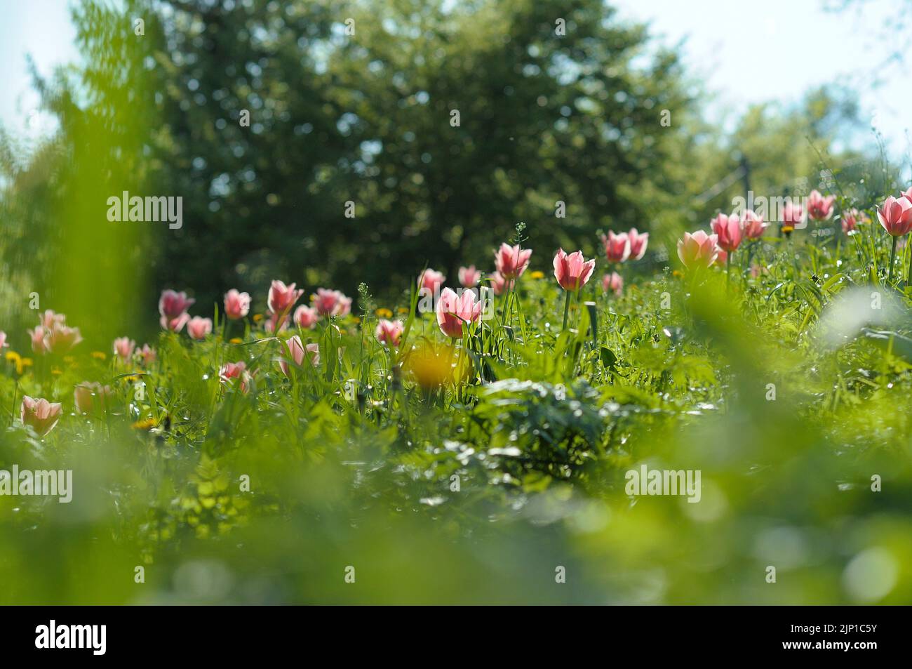 White pink tulips flowers growing on lawn in the city park. Kyiv ...