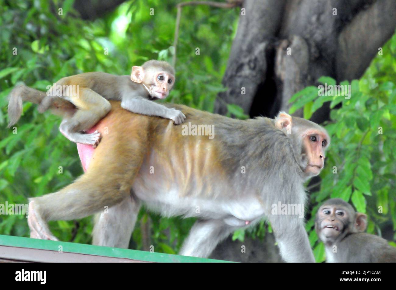 New Delhi, Delhi, India. 15th Aug, 2022. Monkey Family at party office ...