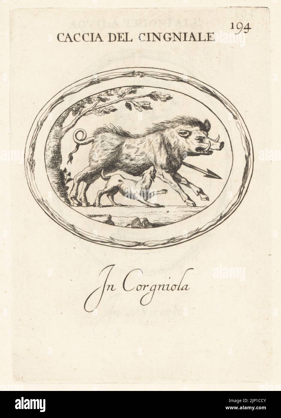 Wild boar hunting in ancient Rome. Hounds harry a boar that has been ...