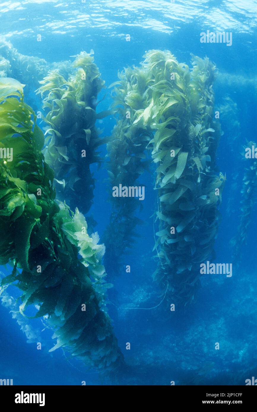 Kelp algae hi-res stock photography and images - Alamy