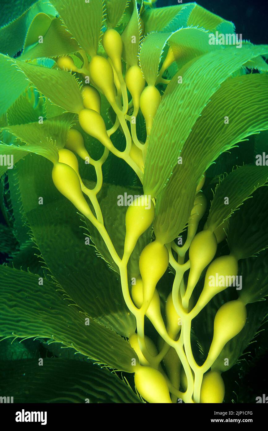 Water bladder usa hi-res stock photography and images - Alamy